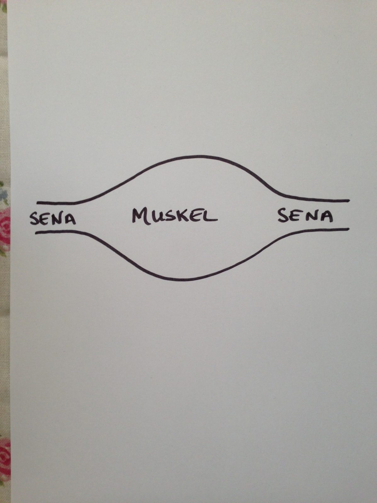 Hästens muskler - Svensk Hästrehab